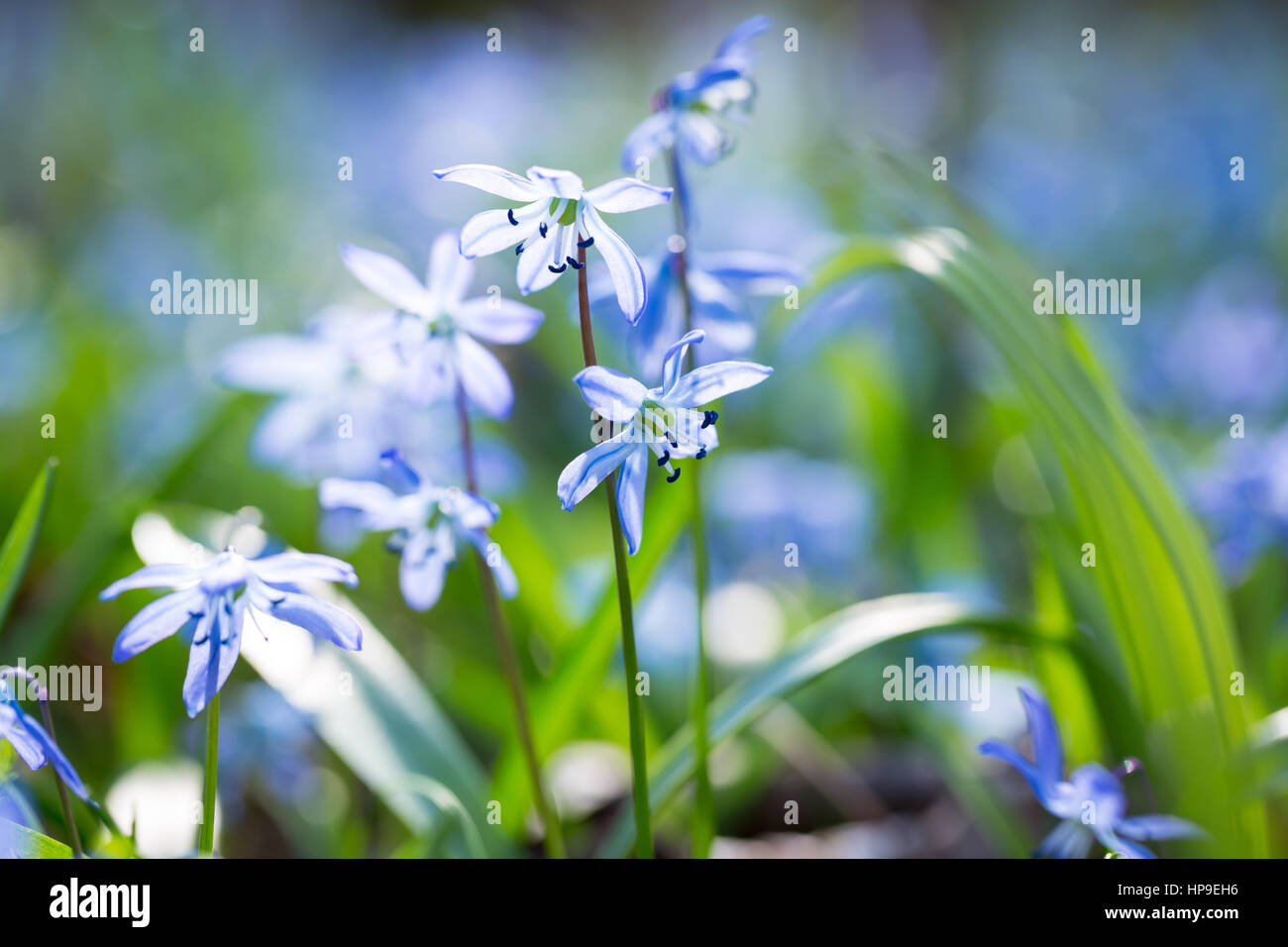 Early spring Blue Scilla (Squill) blossom background. Soft focus Stock ...