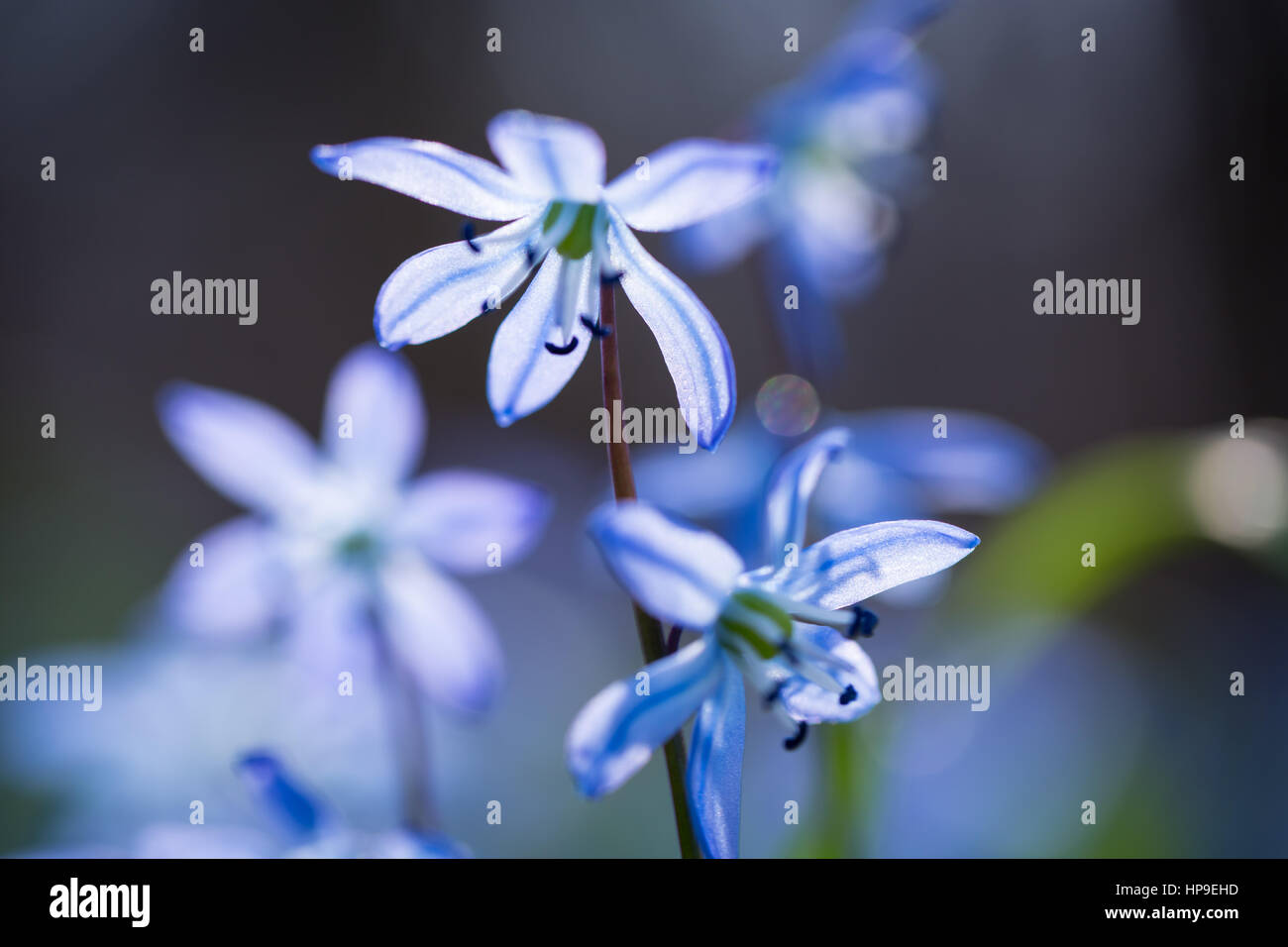 Early spring Blue Scilla (Squill) blossom background. Soft focus Stock ...