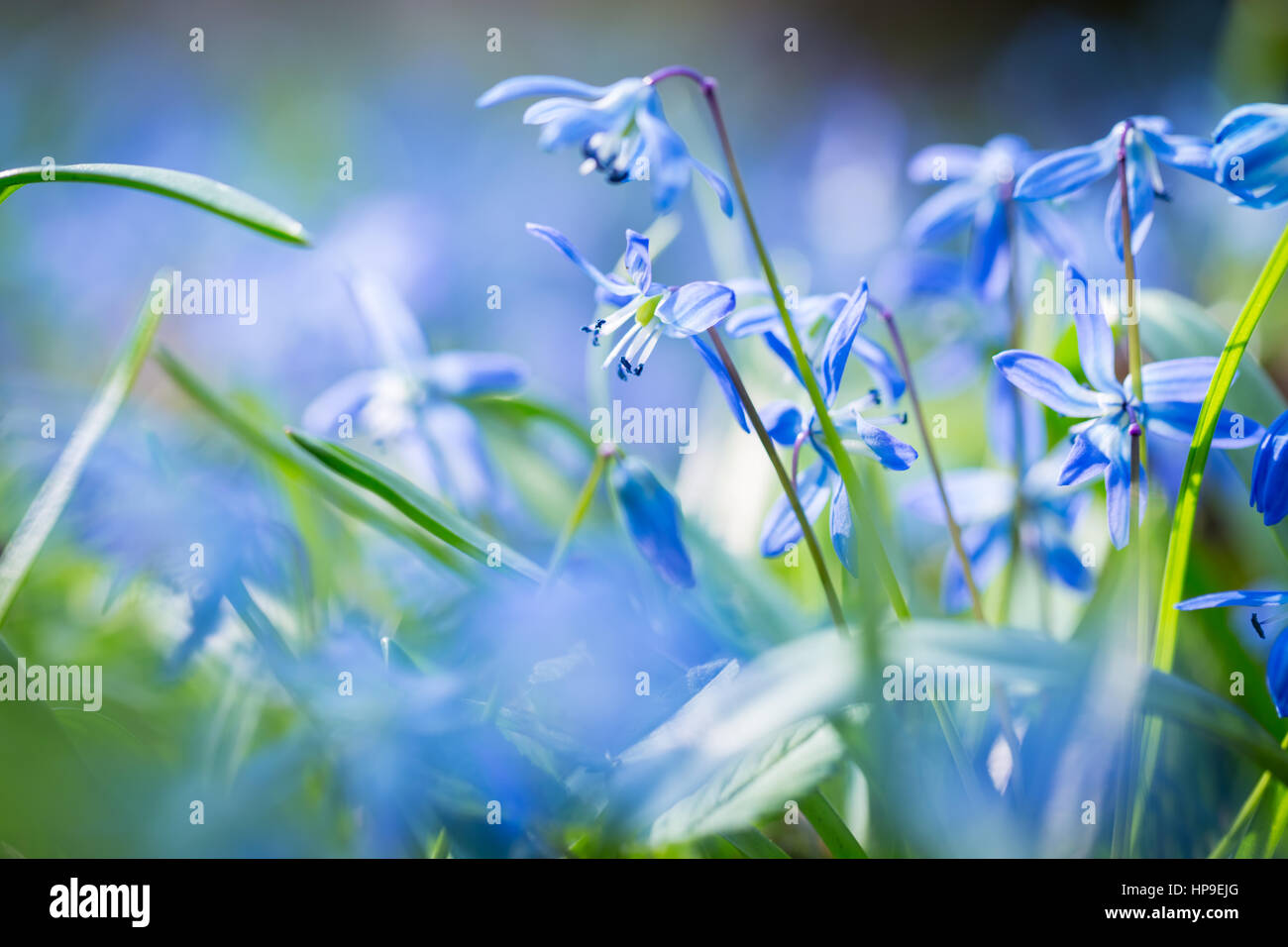 Early spring Blue Scilla (Squill) blossom background. Soft focus Stock ...