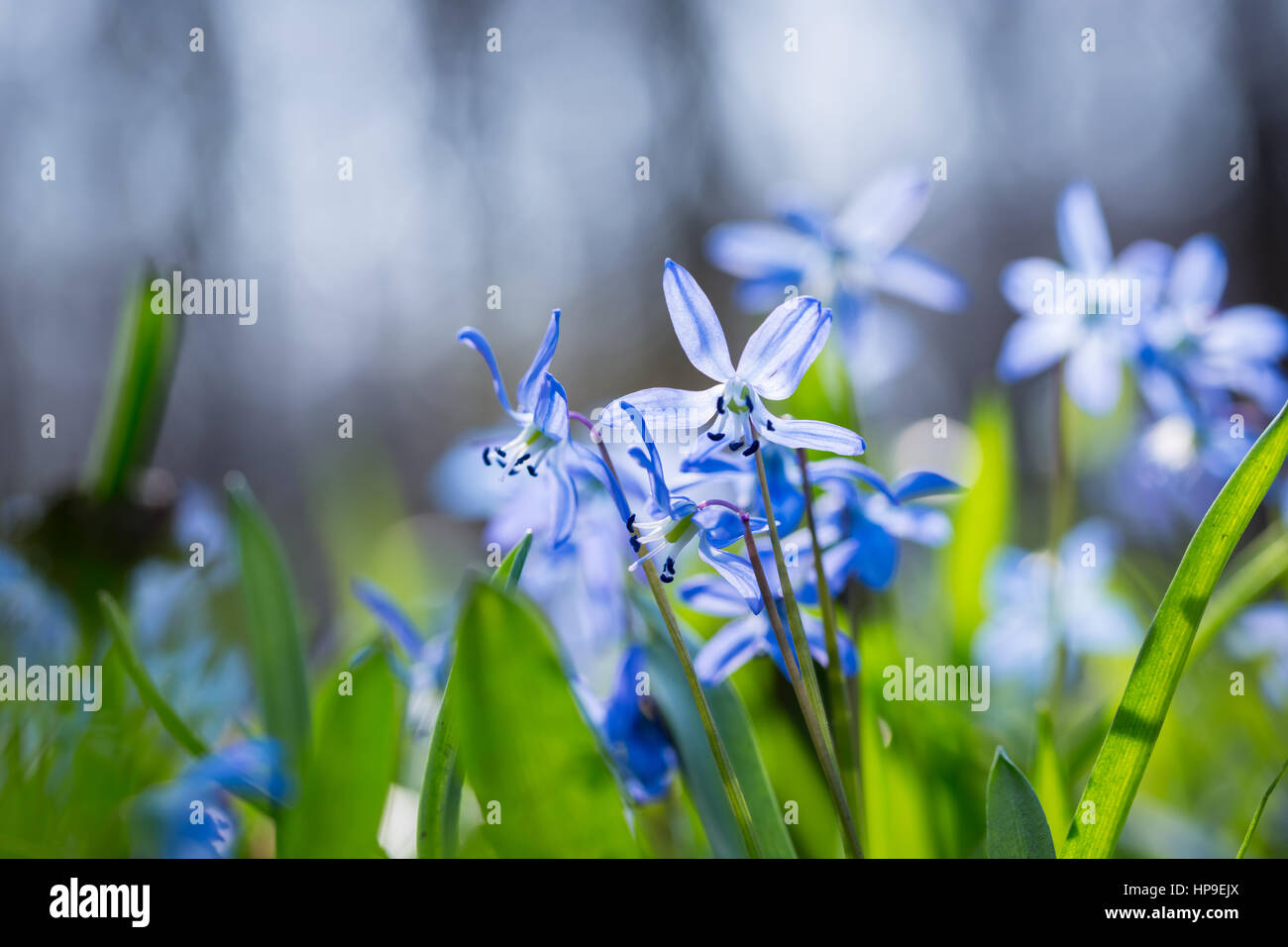 Early spring Blue Scilla (Squill) blossom background. Soft focus Stock ...