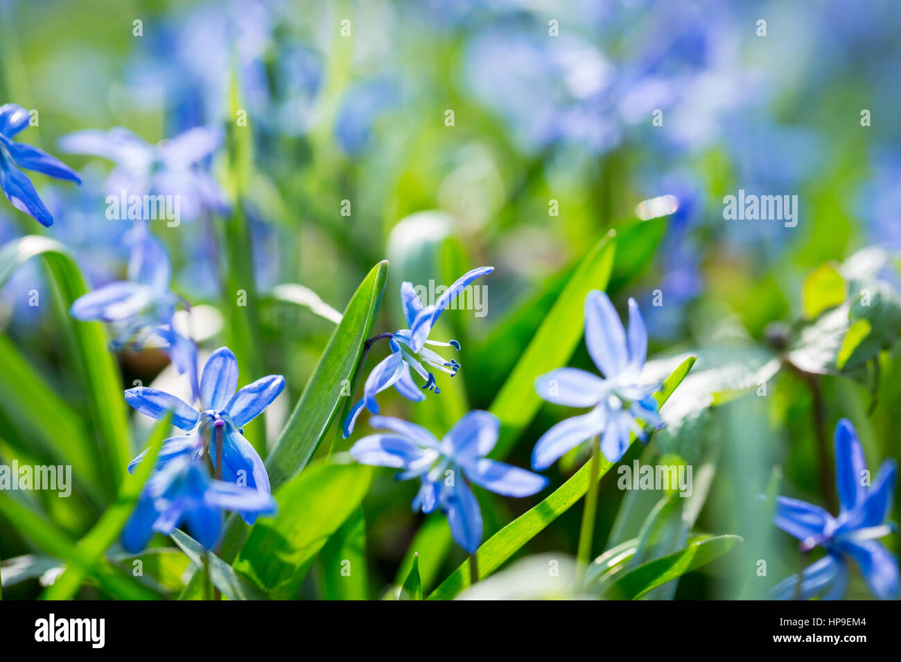 Early spring Blue Scilla (Squill) blossom background. Soft focus Stock ...