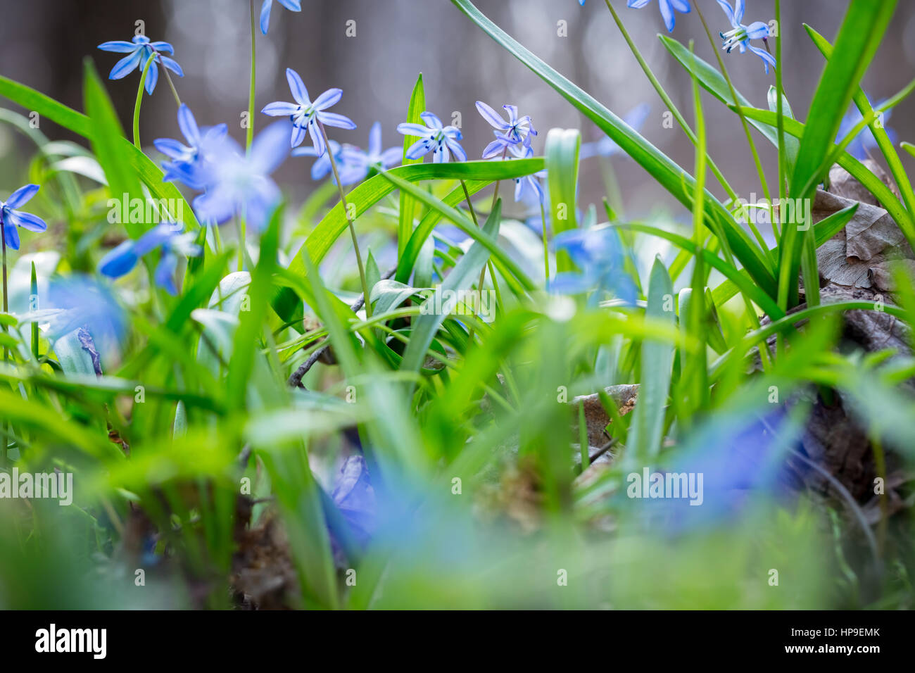 Early spring Blue Scilla (Squill) blossom background. Soft focus Stock ...