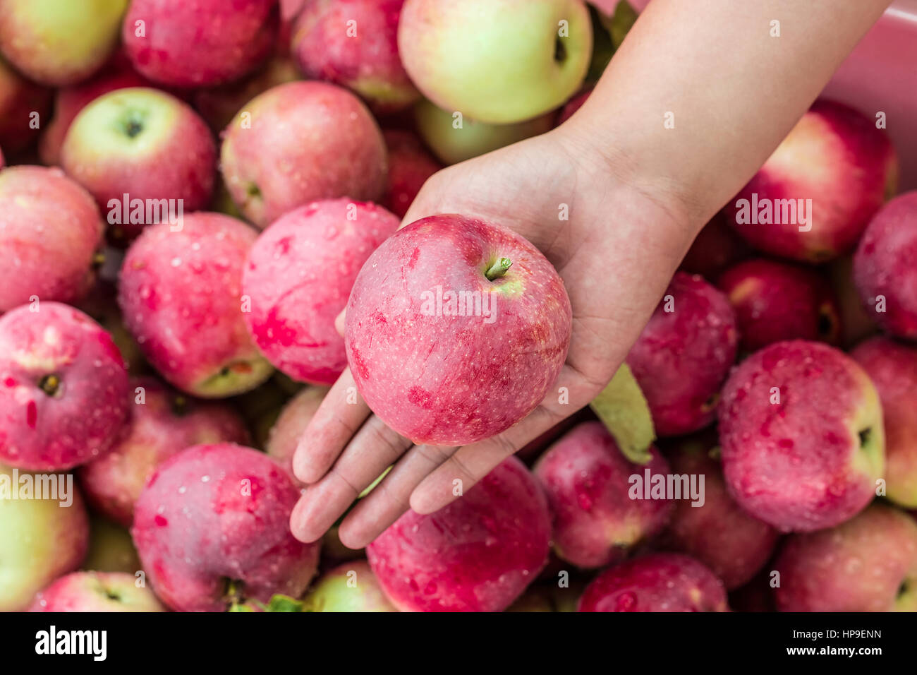 Hand holding shiny red apple hi-res stock photography and images - Alamy