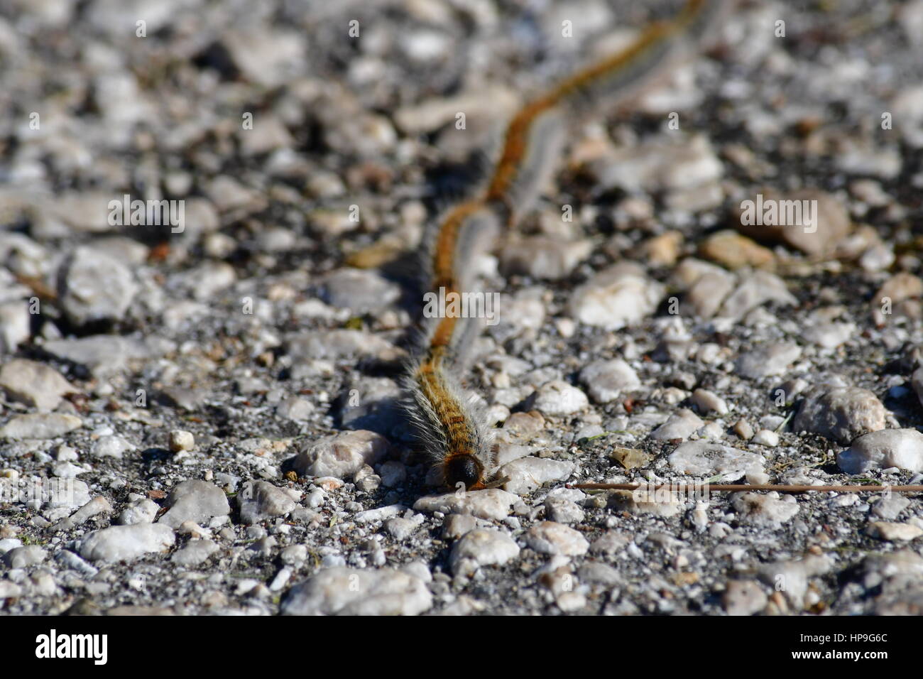Nafplio, Greece, 16th February. Caterpillars in place in Nafplion Stock ...