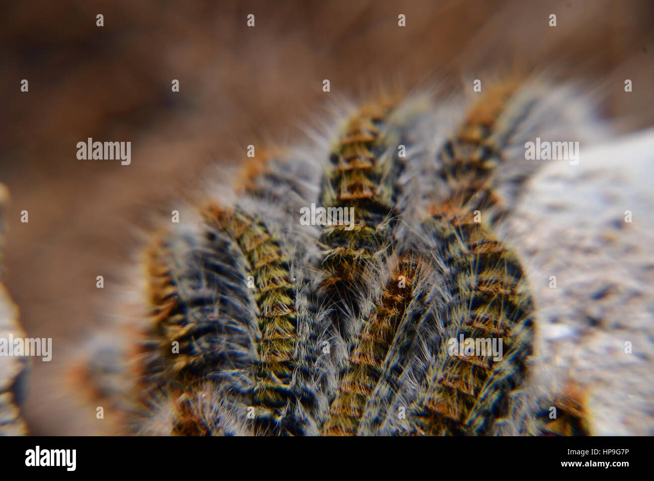 Nafplio, Greece, 16th February. Caterpillars in place in Nafplion Stock ...