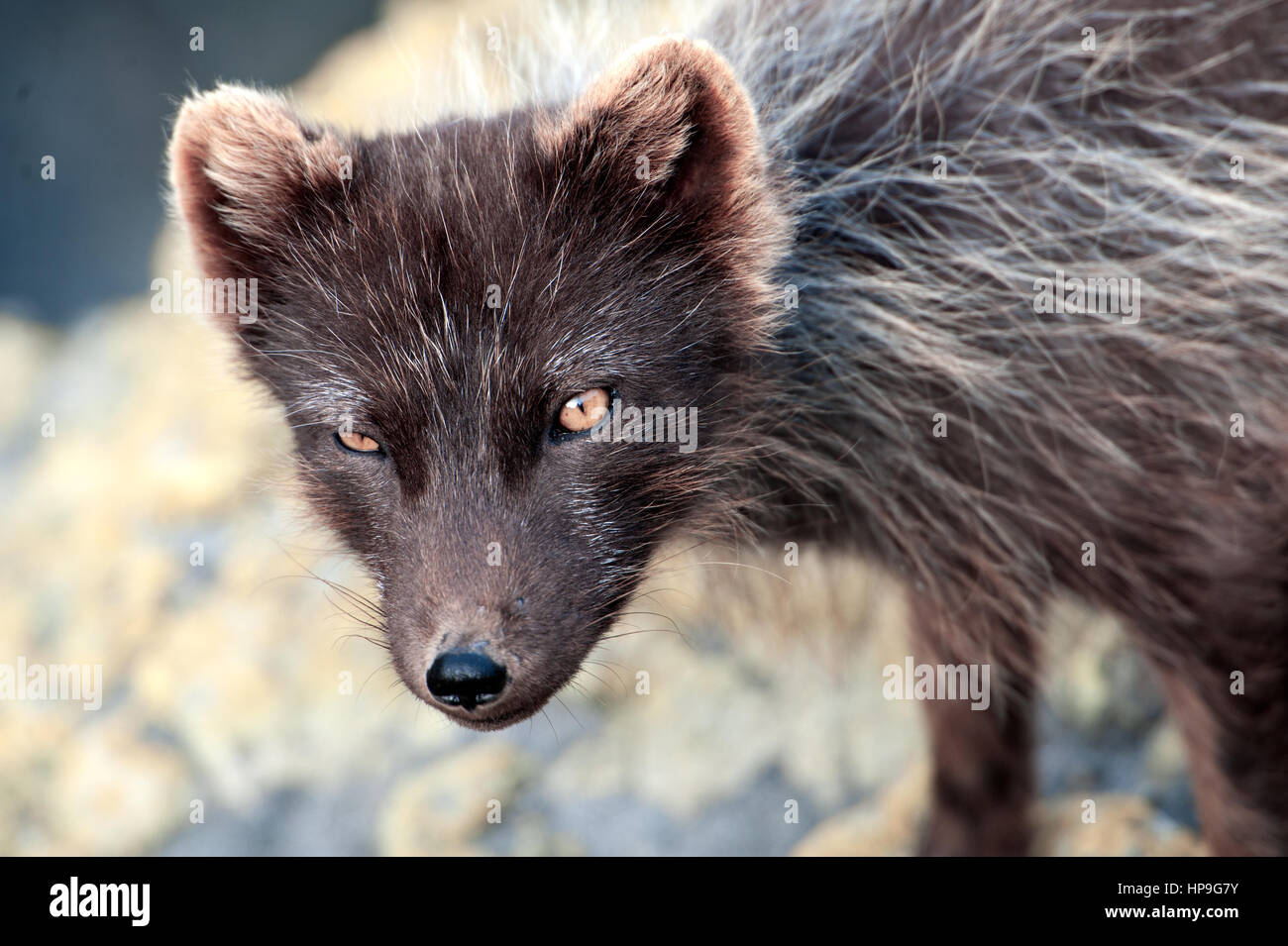 Blue fox from Commander Island Stock Photo - Alamy