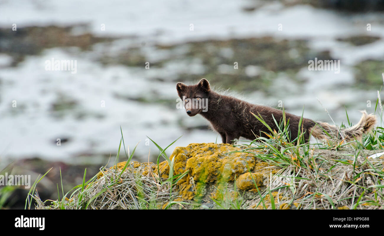 Commander fox hi-res stock photography and images - Alamy