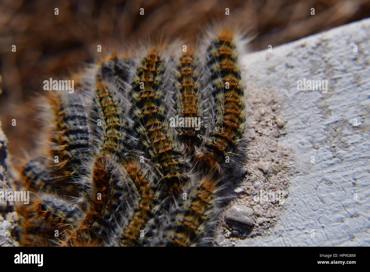 Nafplio, Greece, 16th February. Caterpillars in place in Nafplion Stock ...
