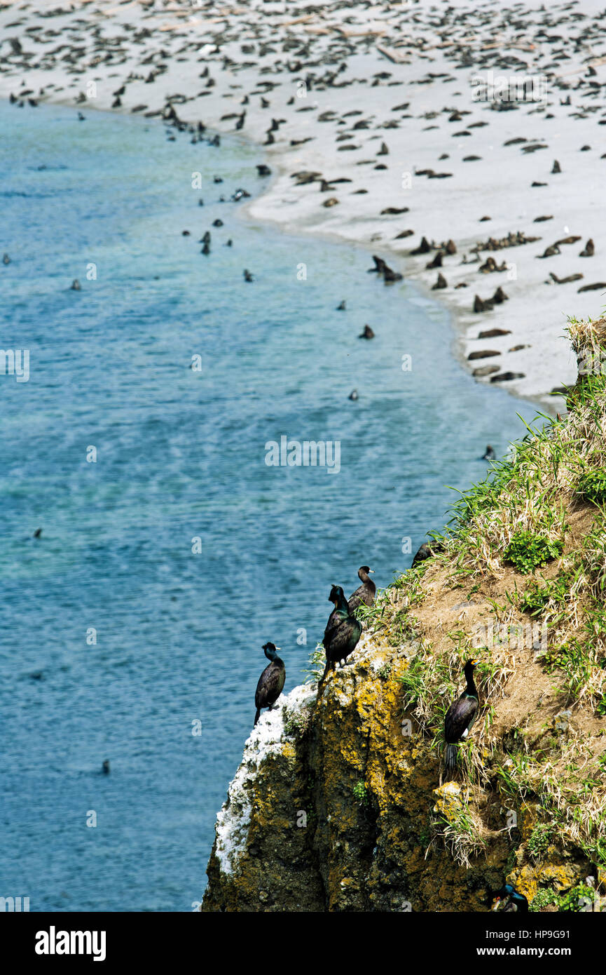 Commander islands seals hi-res stock photography and images - Alamy