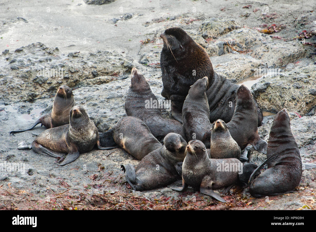 Commander islands hi-res stock photography and images - Alamy