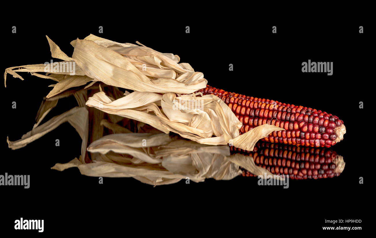Dried Indian corn ready for Thanksgiving Stock Photo - Alamy