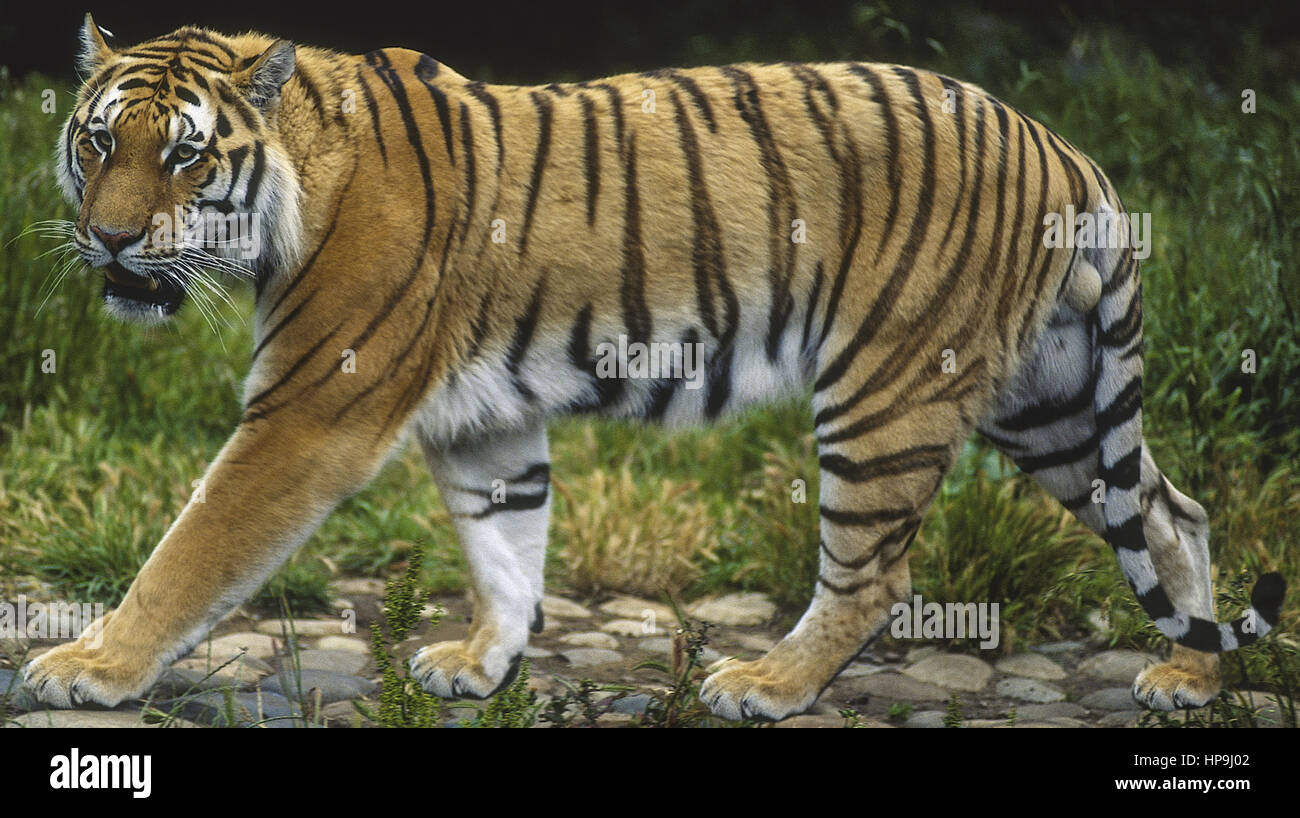Sneaking tiger hi-res stock photography and images - Alamy