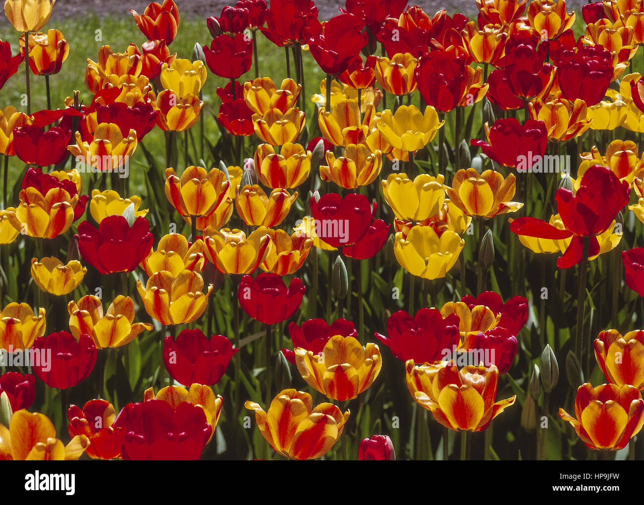 Gelbe und rote Tulpen, Tulpenfeld Stock Photo - Alamy