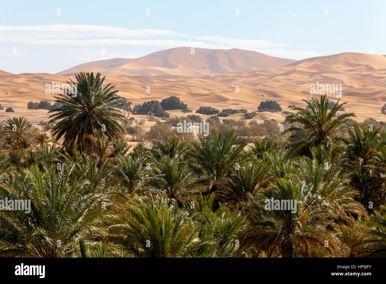 Moroccan date palms hi-res stock photography and images - Alamy