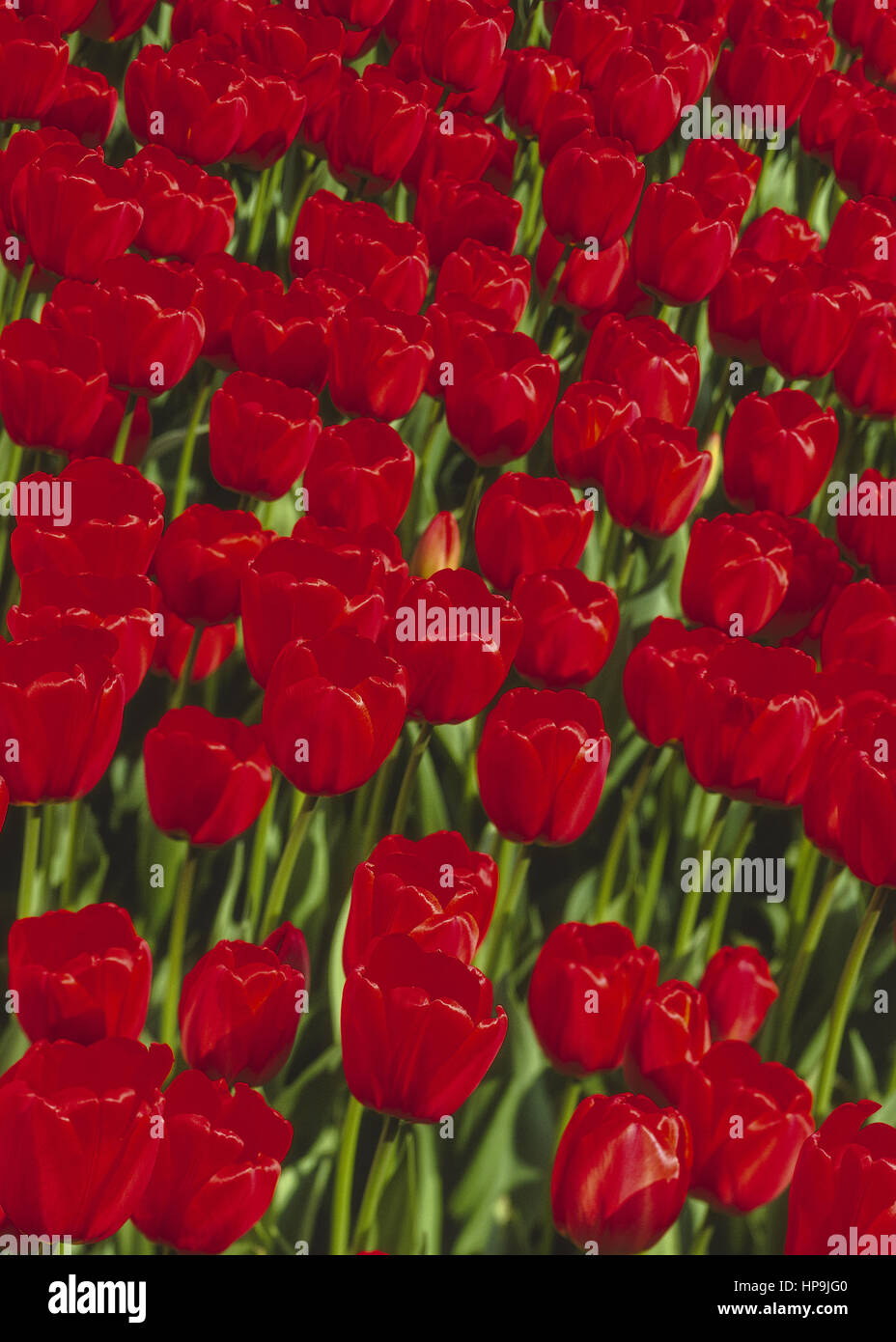 Tulpenfeld hi-res stock photography and images - Alamy