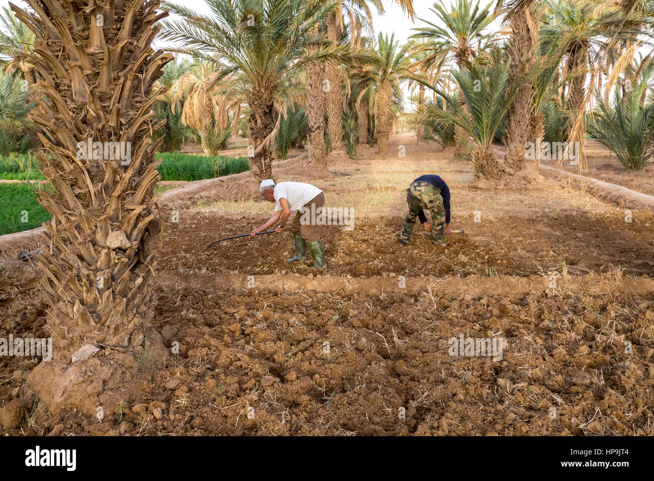 Merzouga, Morocco. Farmers Hoeing the Soil in their Plots, in ...