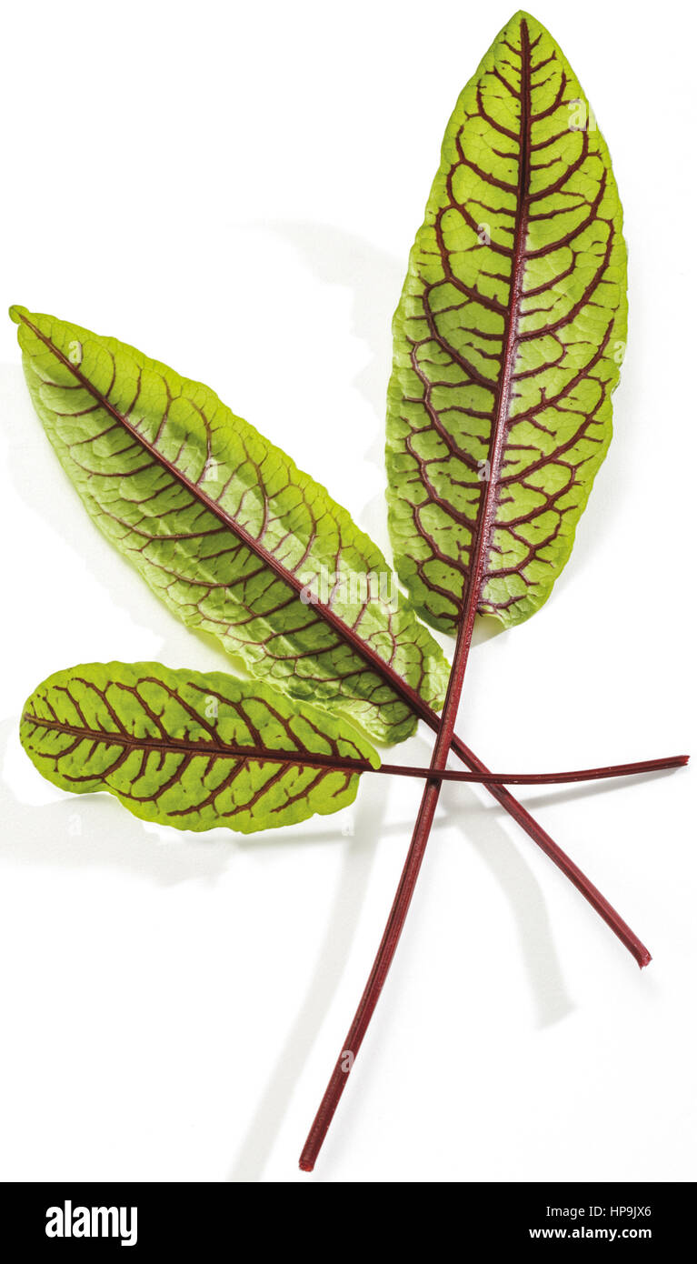 Sauerampfer hi-res stock photography and images - Alamy