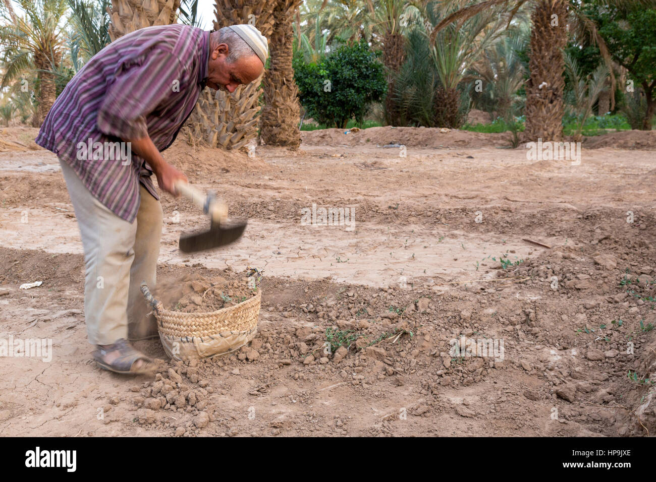 Merzouga, Morocco. Amazigh Berber Farmer Hoeing the Soil in Preparation ...