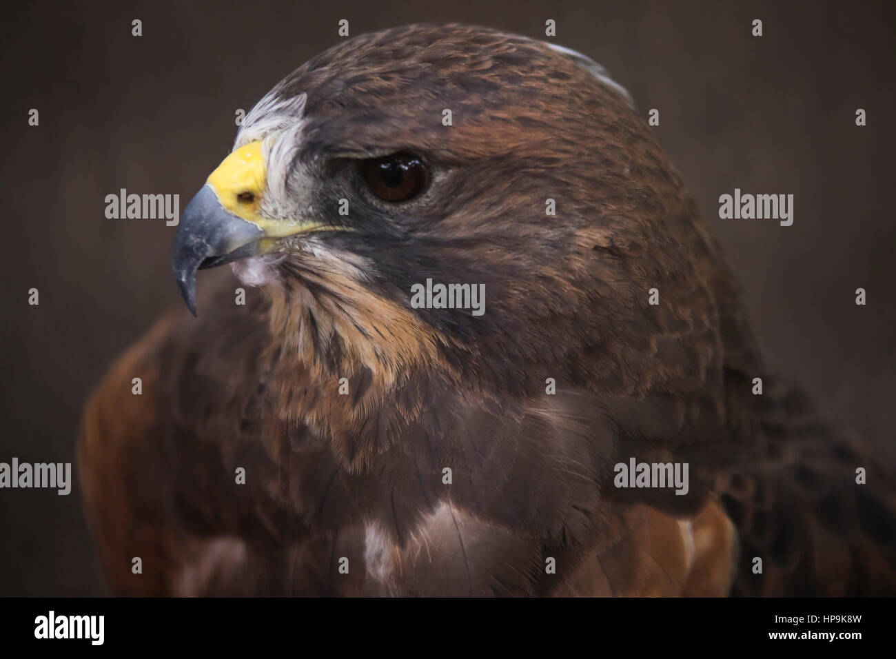 Colombia bird species hi-res stock photography and images - Alamy