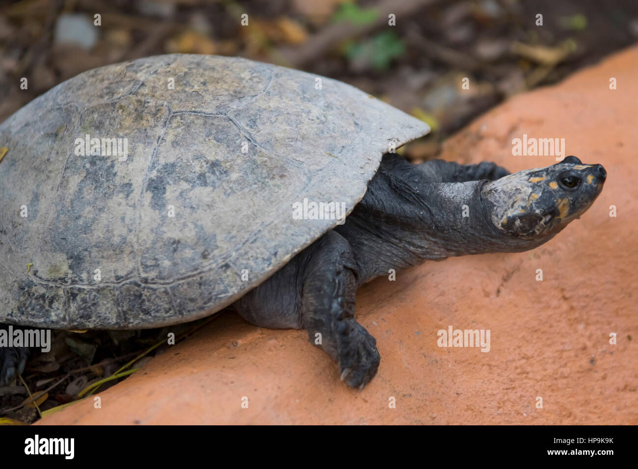 Podocnemis unifilis, yellow-spotted river turtle in captivity at the ...