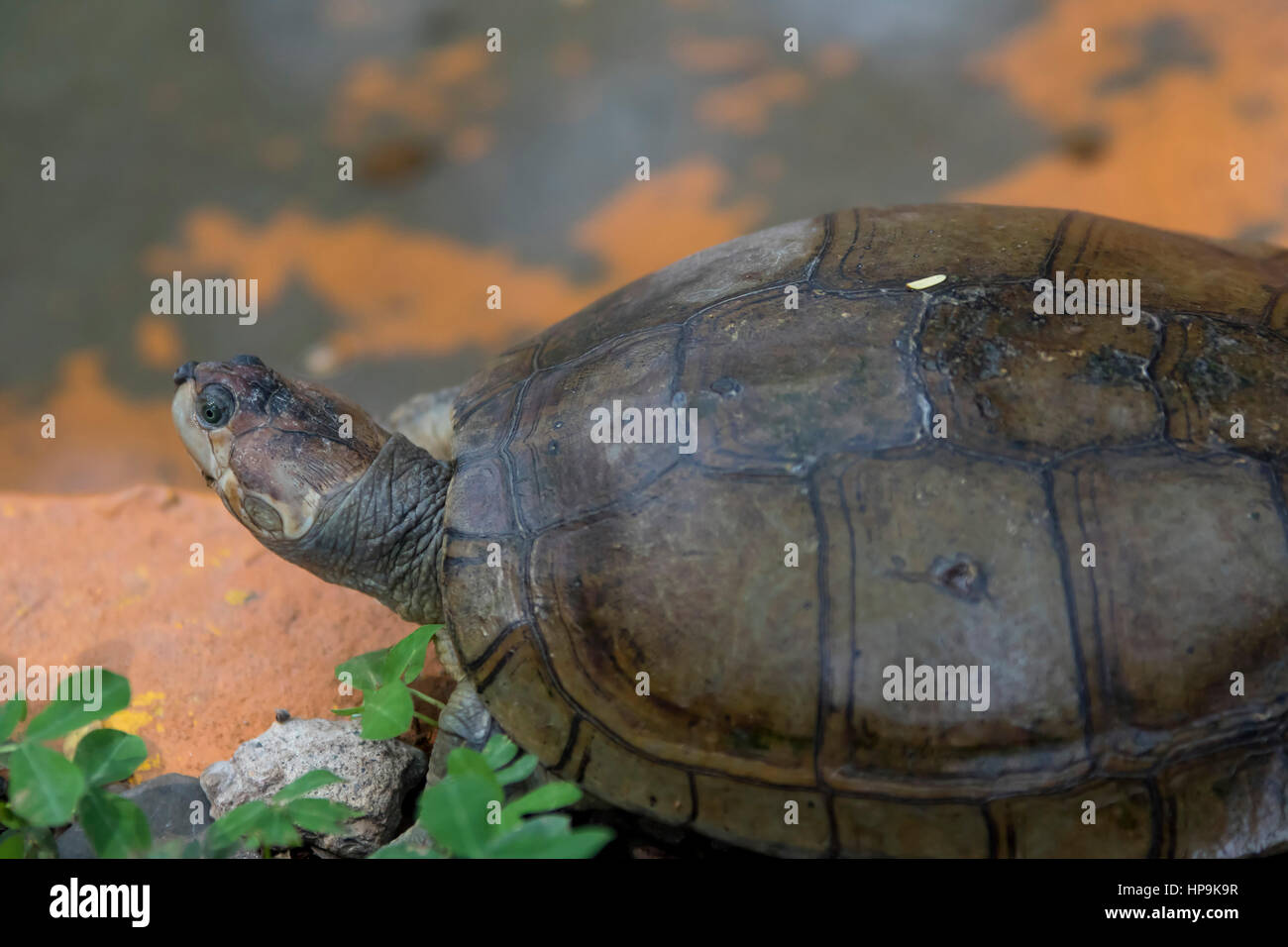 Podocnemis vogli, savanna side-necked turtle in captivity at the Los ...