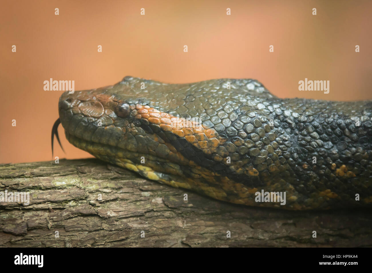 Water boa eunectes murinus hi-res stock photography and images - Alamy