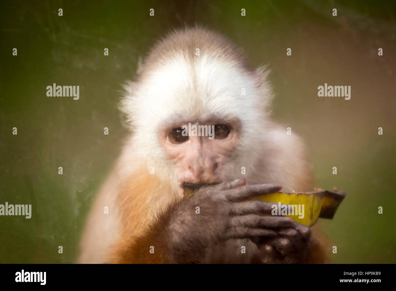 Cebus capucinus, white-headed capuchin eating in captivity at the Los ...