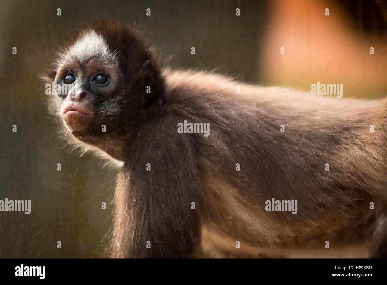 Ateles hybridus, brown spider monkey or variegated spider monkey in ...