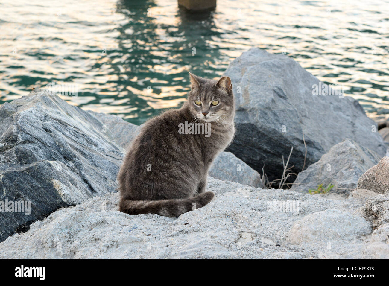 Cat rocks hi-res stock photography and images - Alamy