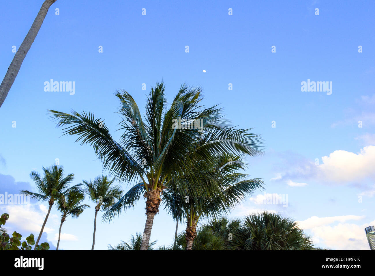 Early Evening Sky In Woods