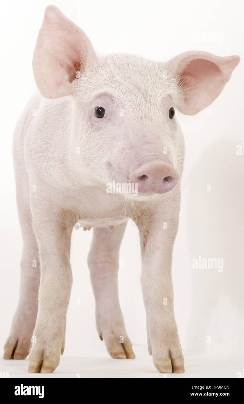 Ferkel, von vorne Stock Photo - Alamy
