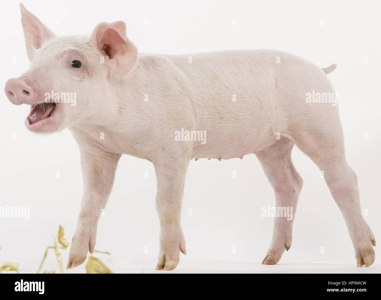 Ferkel hi-res stock photography and images - Alamy