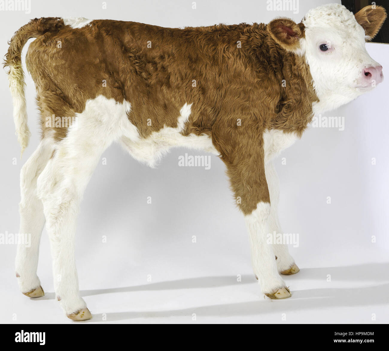 Cattle breeding germany economy hi-res stock photography and images - Alamy