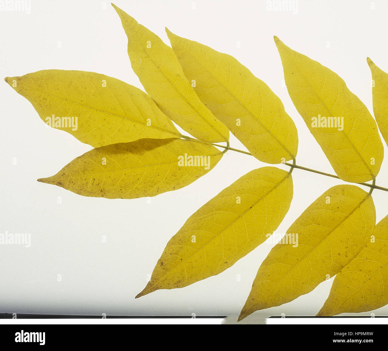 Gelbe Herbstblaetter, Esche Stock Photo - Alamy