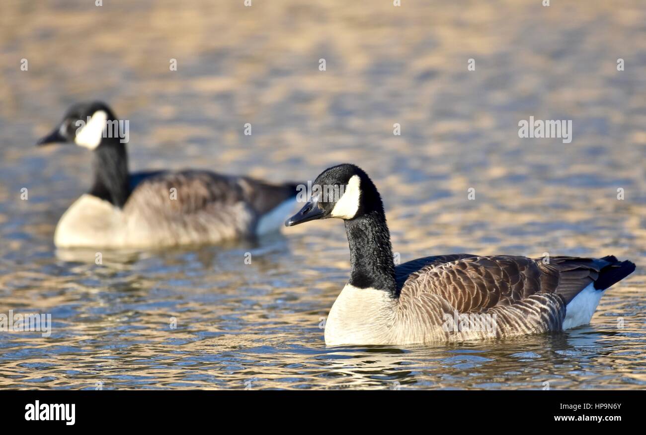 Migratory canadian geese High Resolution Stock Photography and Images ...