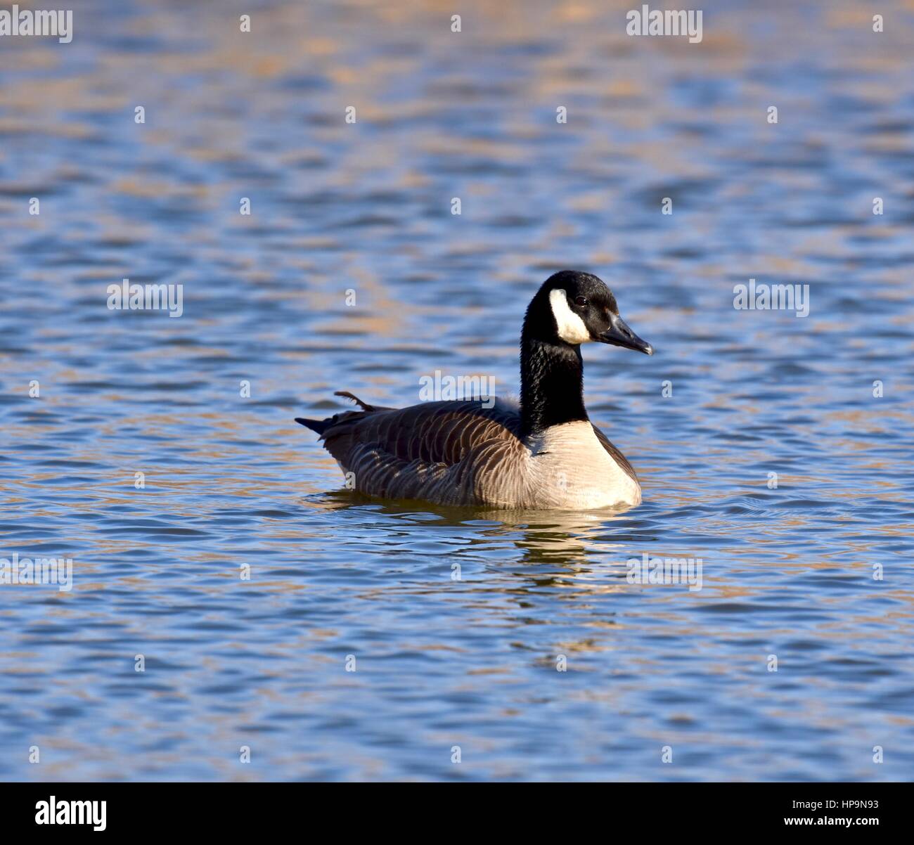 Canadian goose (Branta canadensis Stock Photo - Alamy