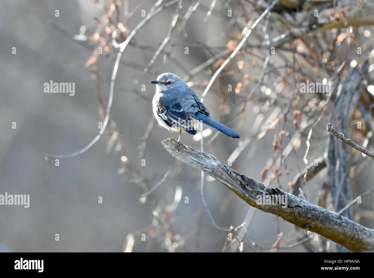 Northern Mockingbird (Mimus polyglottos) with one leg Stock Photo - Alamy