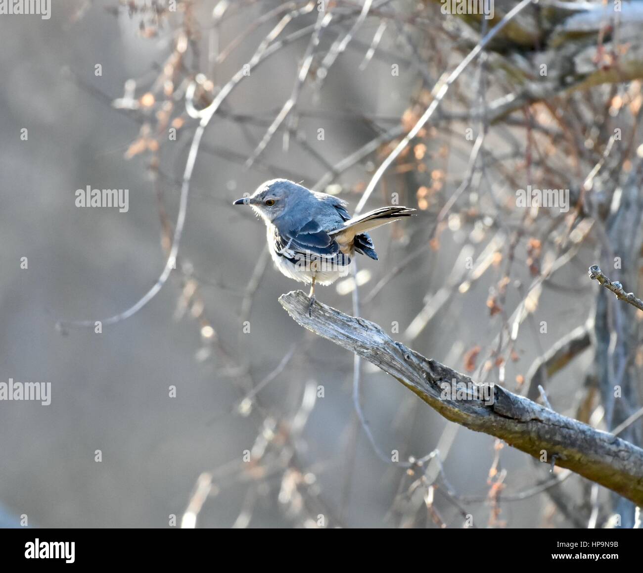 Northern Mockingbird (Mimus polyglottos) with one leg Stock Photo - Alamy