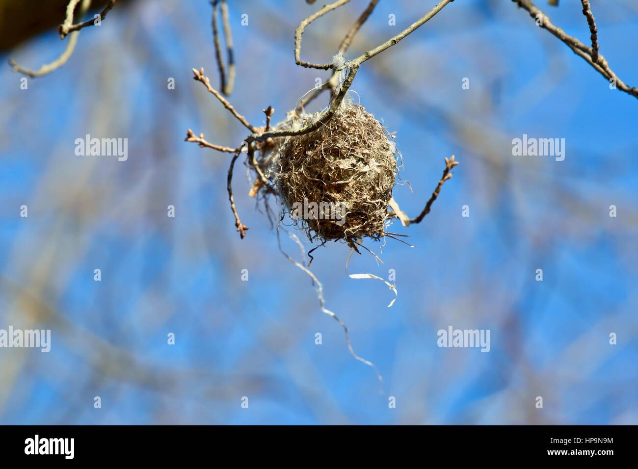 Bird nest hanging from a tree branch Stock Photo - Alamy