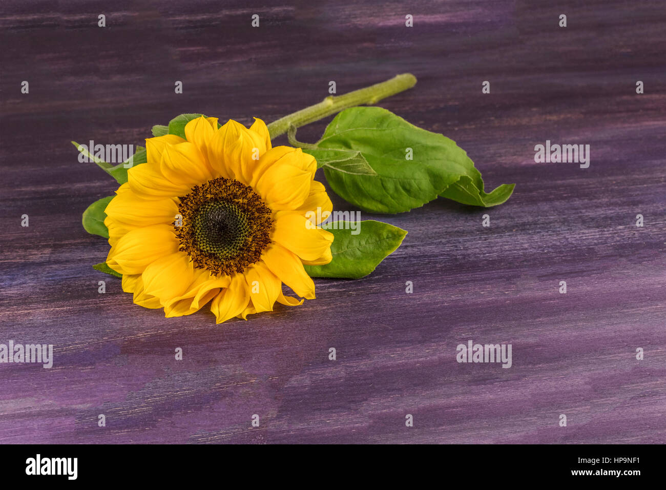 A shiny yellow sunflower with green leaves on a purple texture with ...
