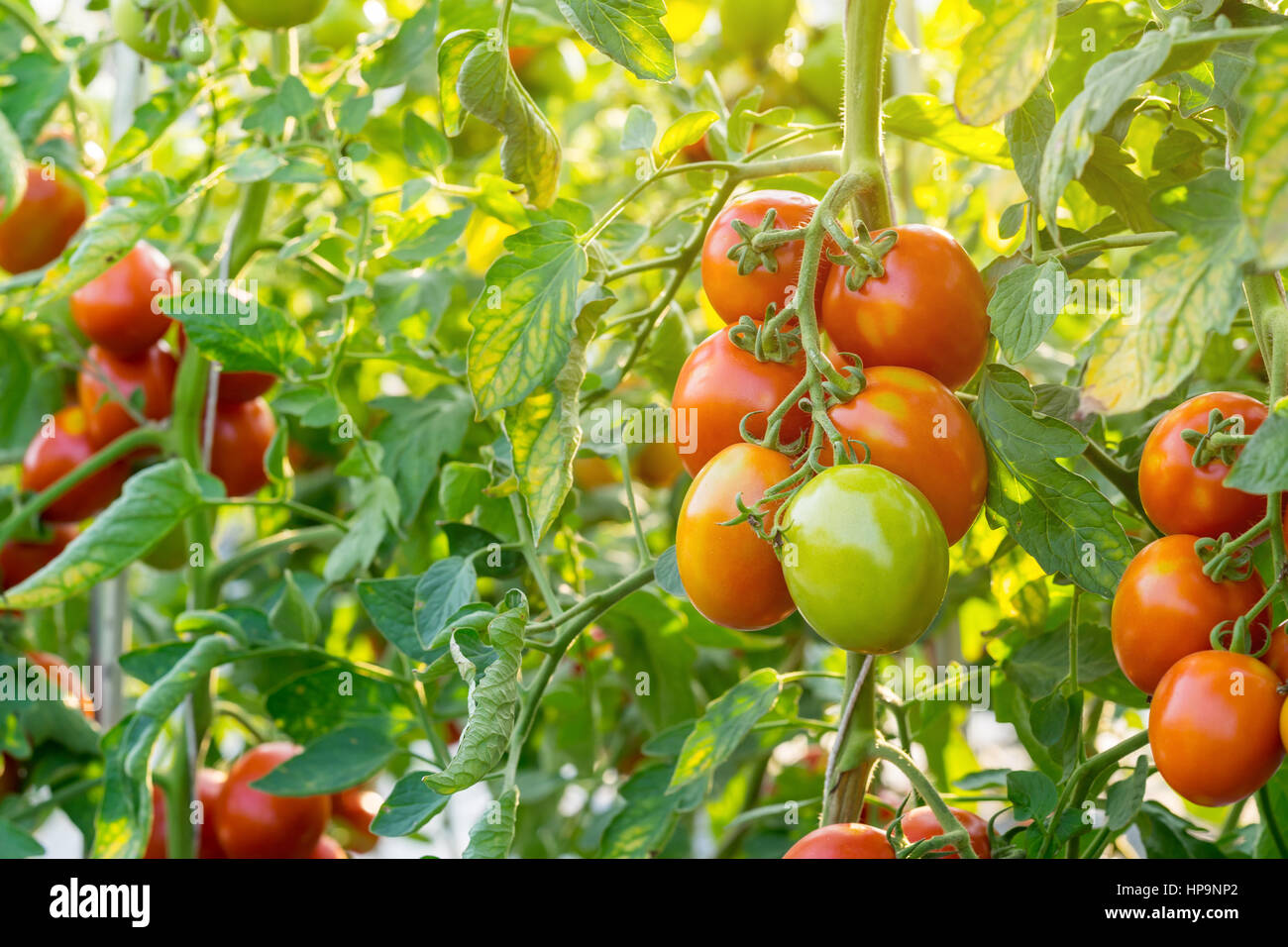 Red tomato field hi-res stock photography and images - Alamy