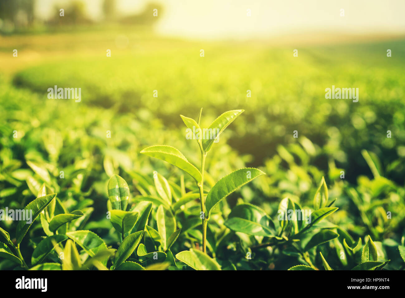 Fresh tea leaves in hi-res stock photography and images - Alamy