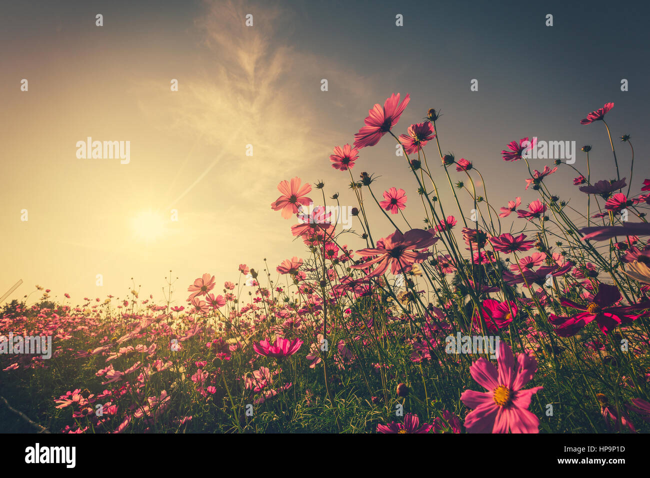Beautiful cosmos flower sunrise hi-res stock photography and images - Alamy