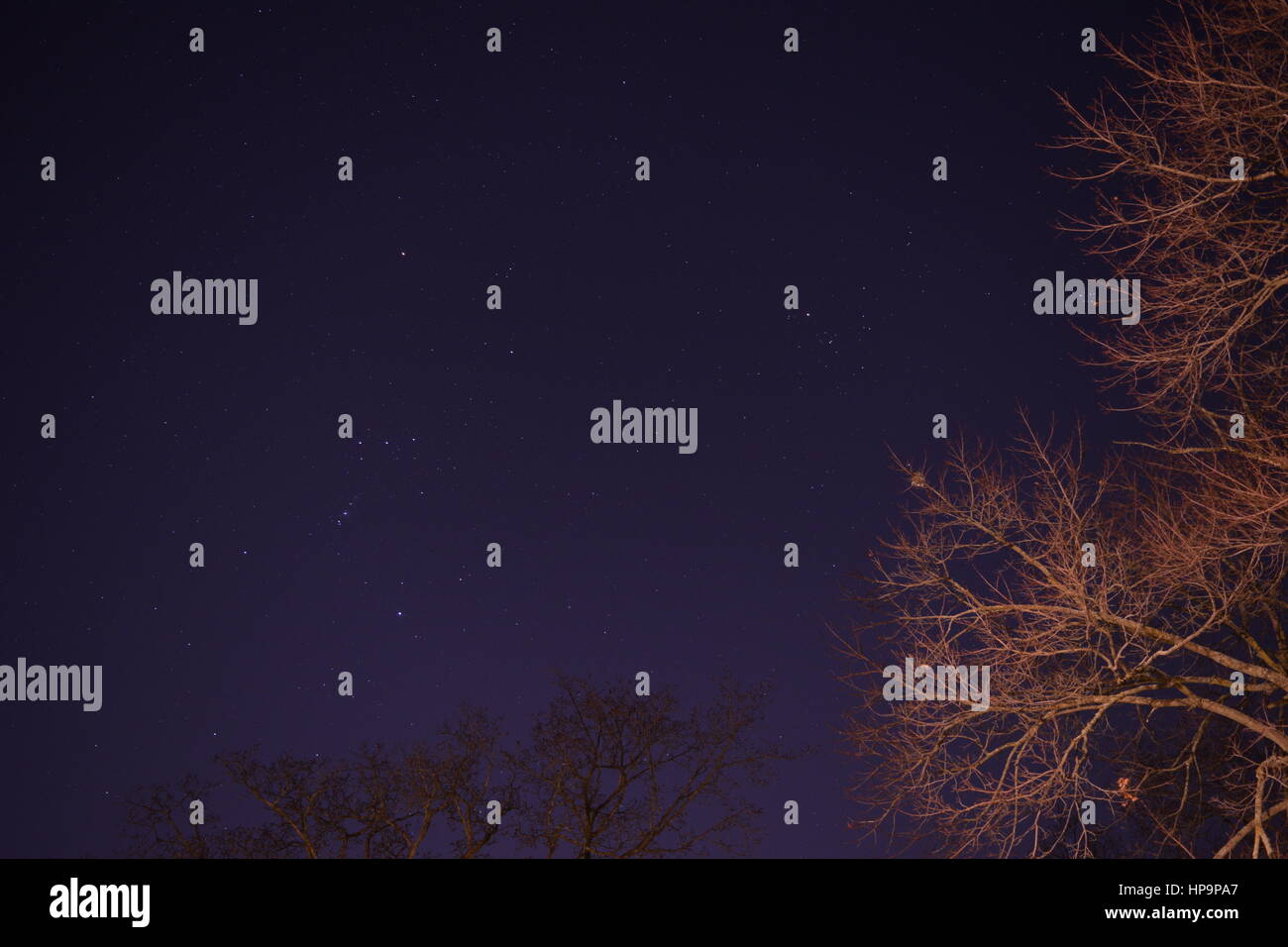 A long exposure of the night sky, with visible stars, and trees in the ...