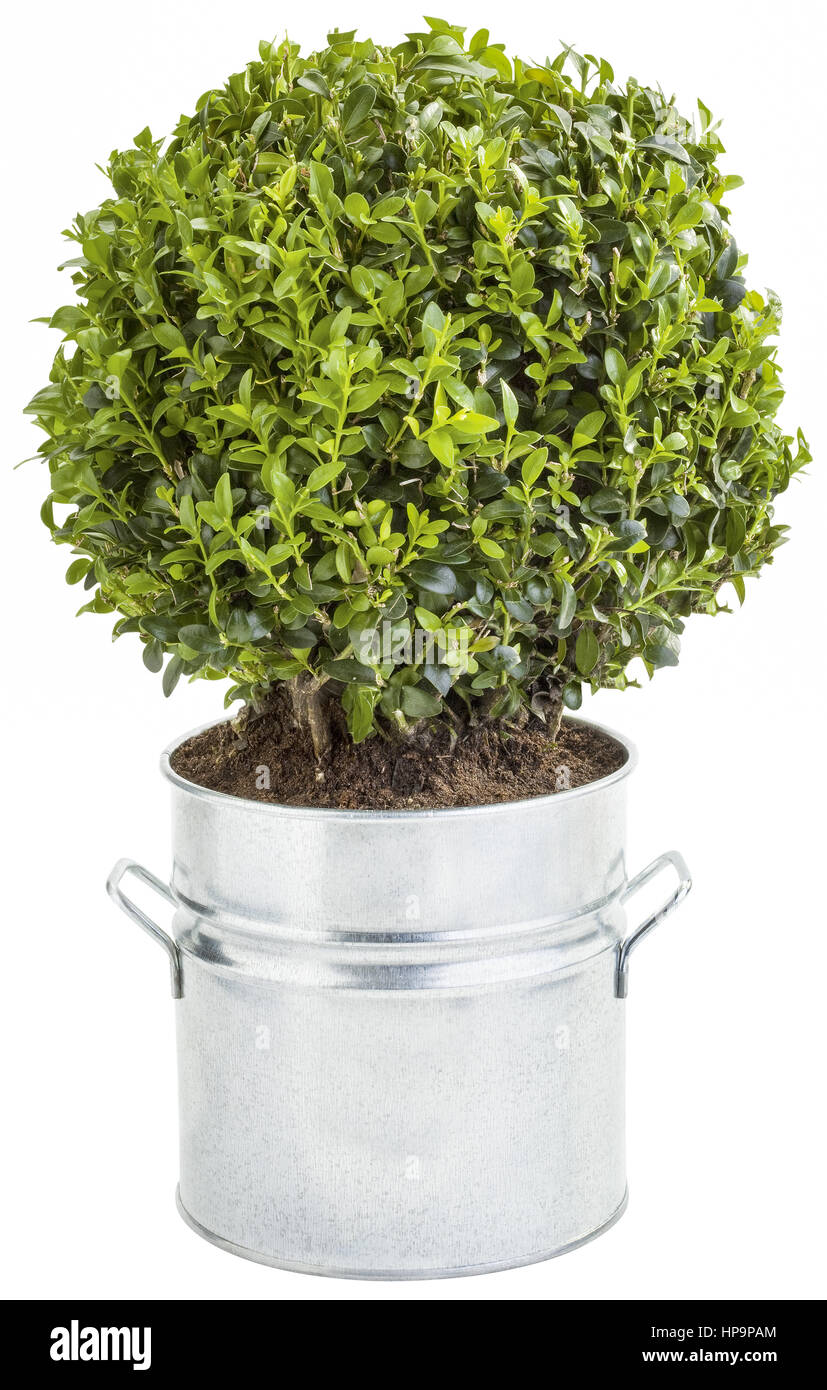 Buchsbaum hi-res stock photography and images - Alamy