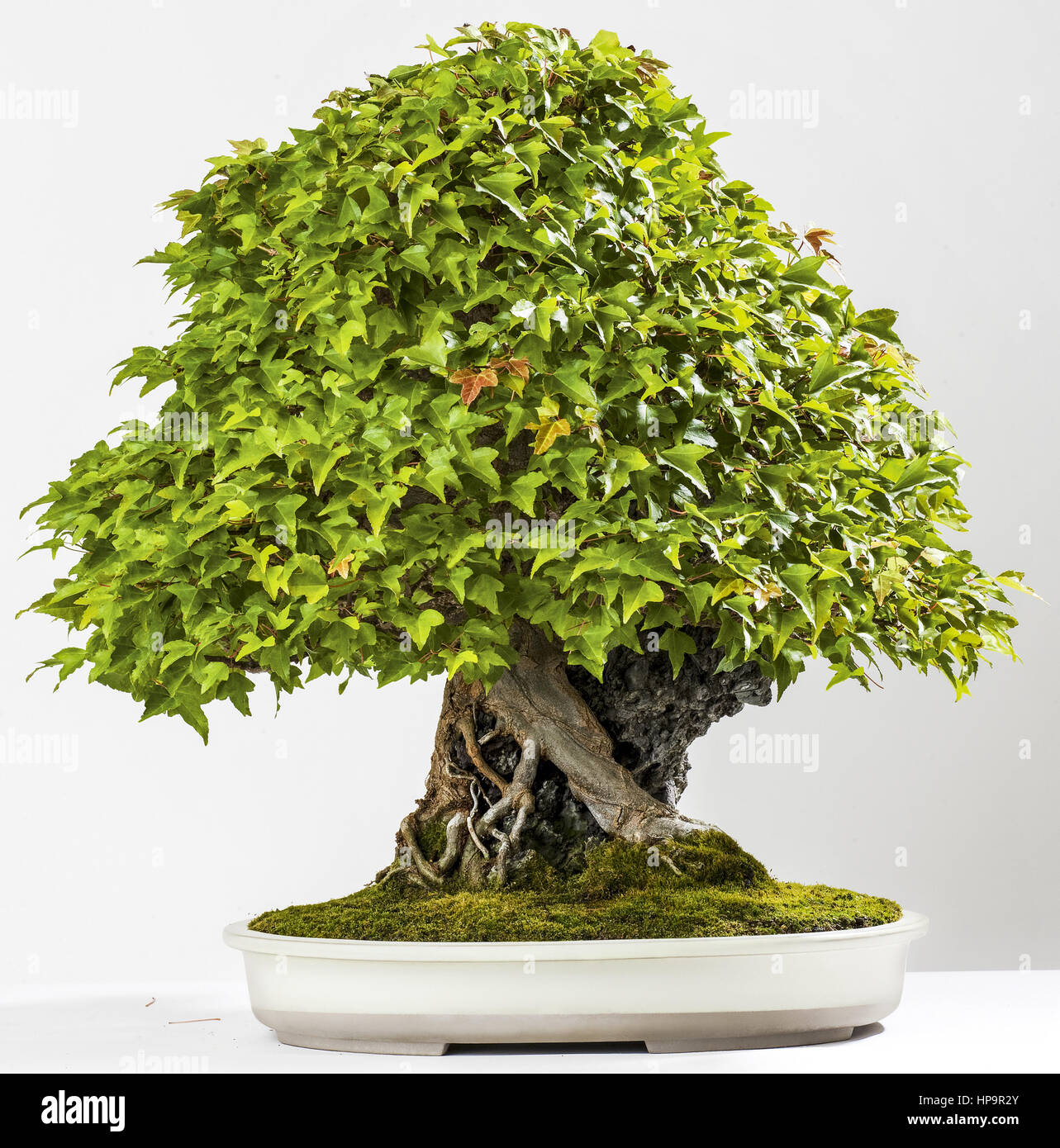 Japan bonsai studio hi-res stock photography and images - Alamy