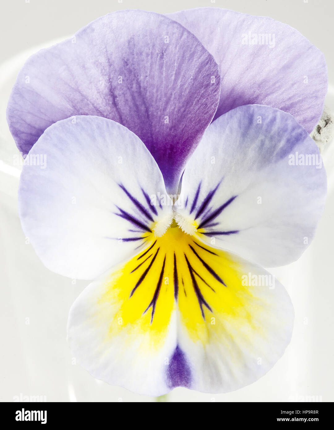 Lila petals hi-res stock photography and images - Alamy