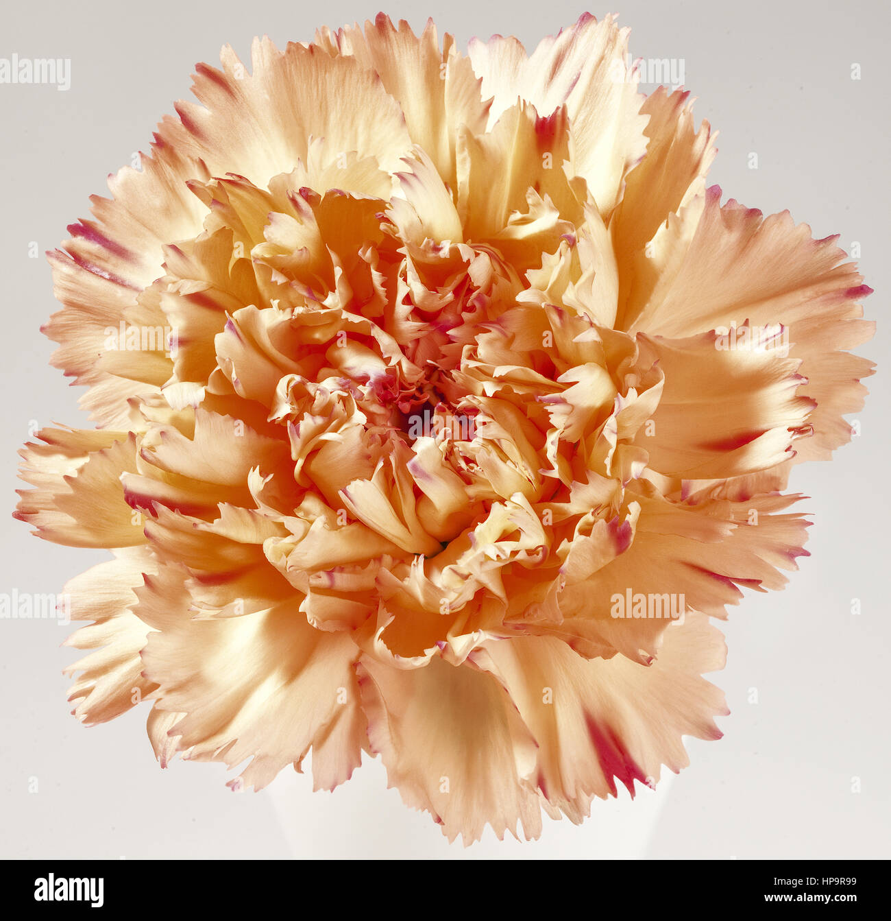 Nelke Stock Photos & Nelke Stock Images - Alamy