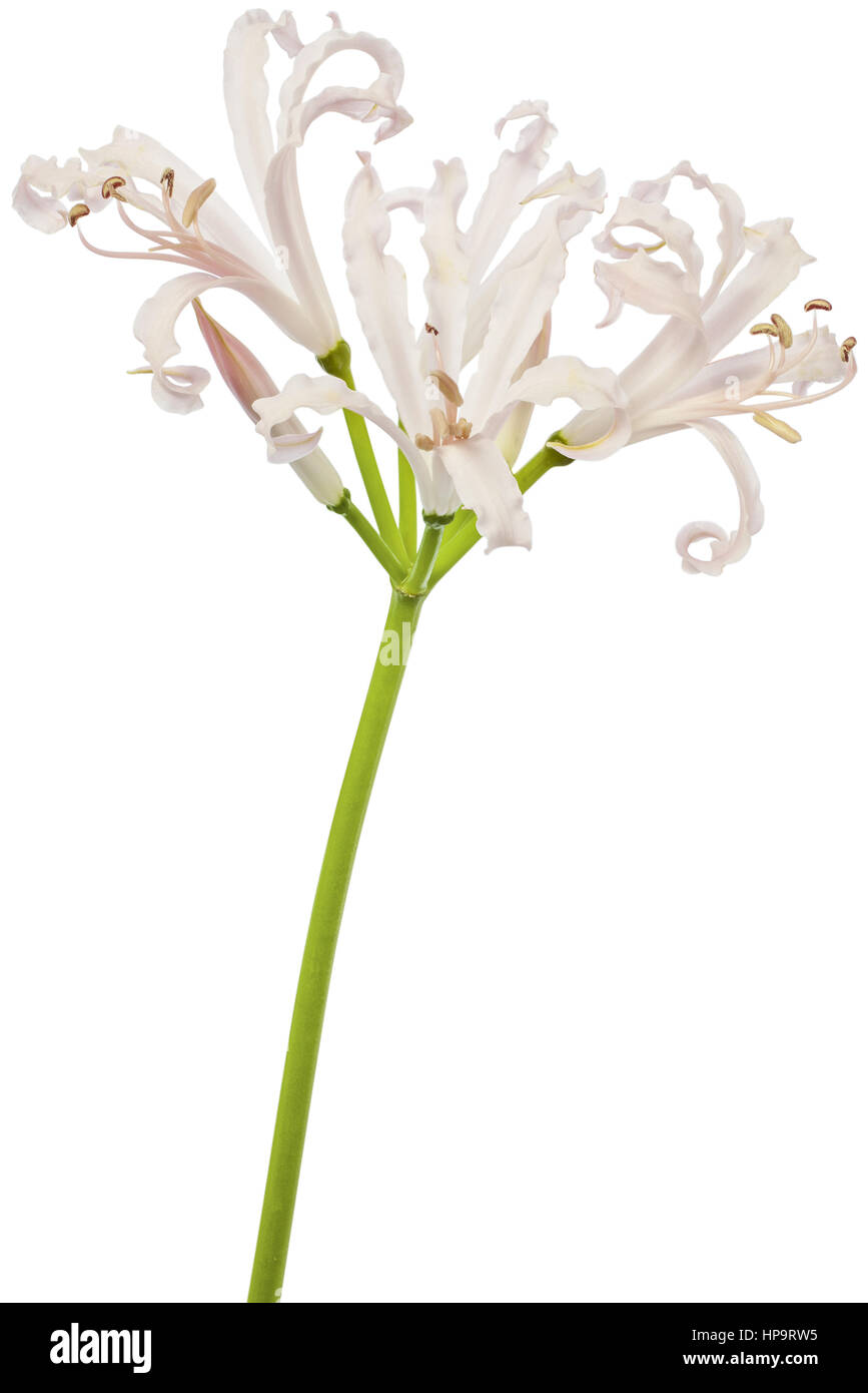 Guernsey lily hi-res stock photography and images - Alamy