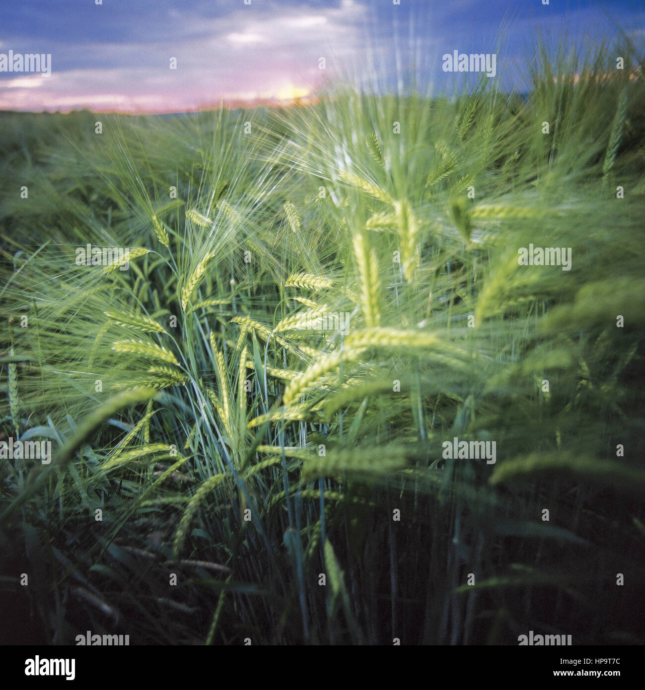 Getreidefeld gerste hi-res stock photography and images - Alamy